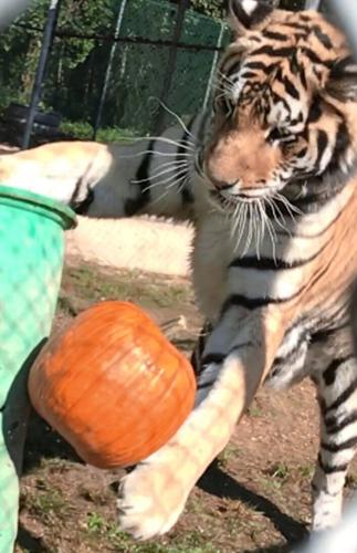 Tigers For Tomorrow Hosts Annual Pumpkin Toss Every Weekend Through ...