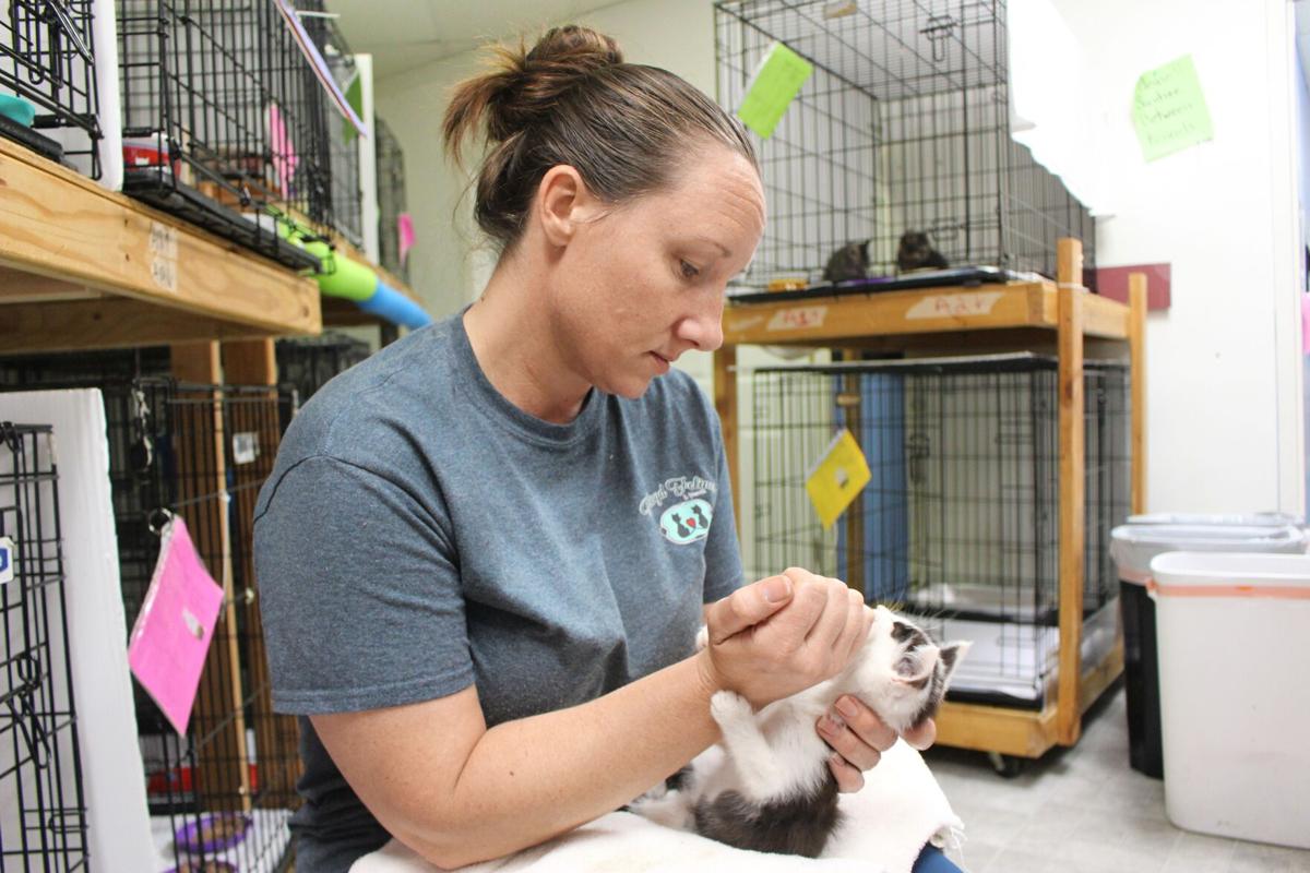 Floyd Felines expanding rescue after inundation of kittens | Local News ...