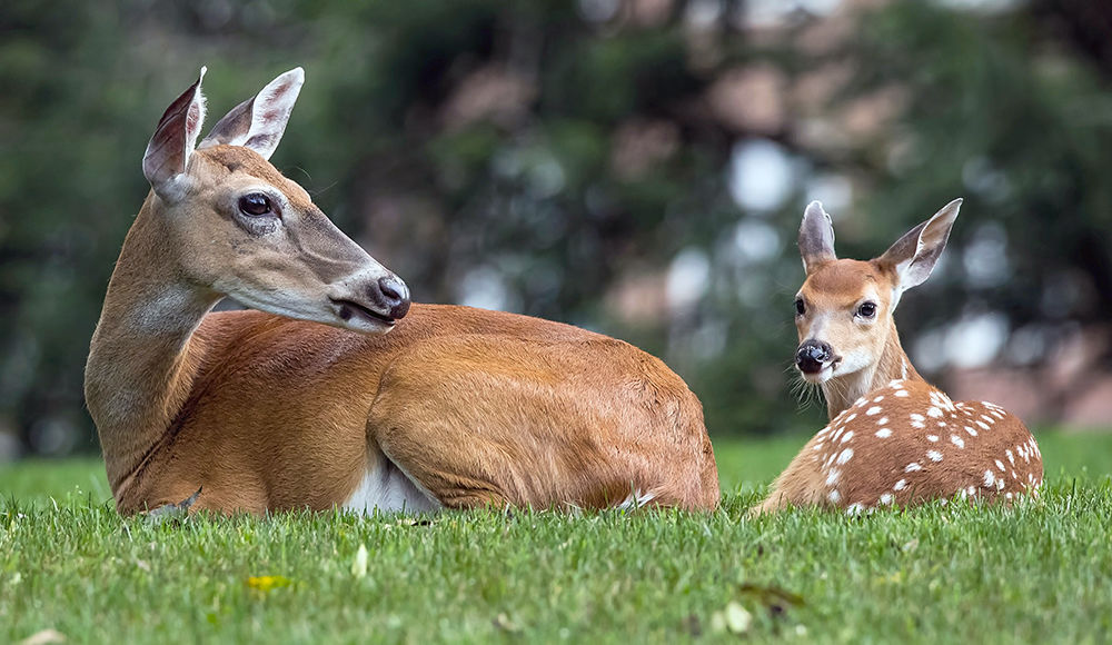 Berry starts genetic study of deer population | Local News ...
