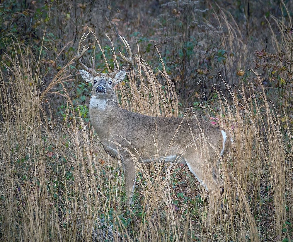 Berry starts genetic study of deer population | Local News ...