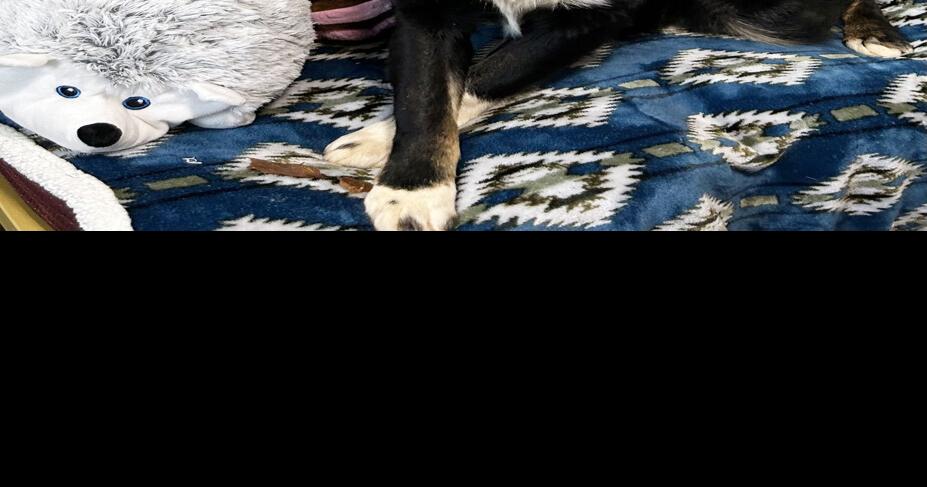 Standard Journal Pets of the Week for the Wednesday, Jan. 31, 2024 ...