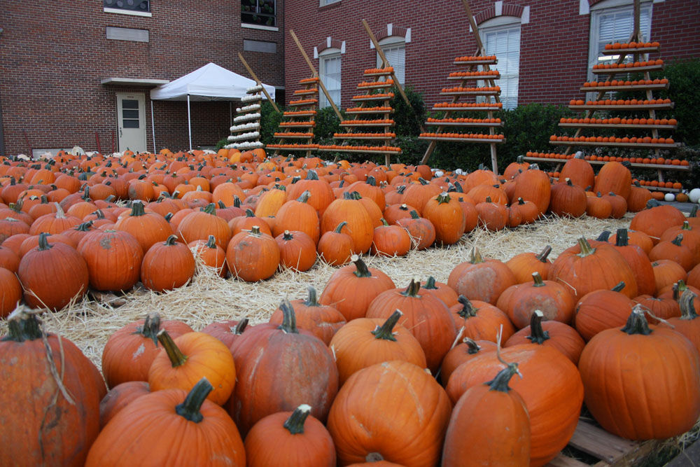 Trinity United Methodist Church Pumpkin Patch | Gallery ...