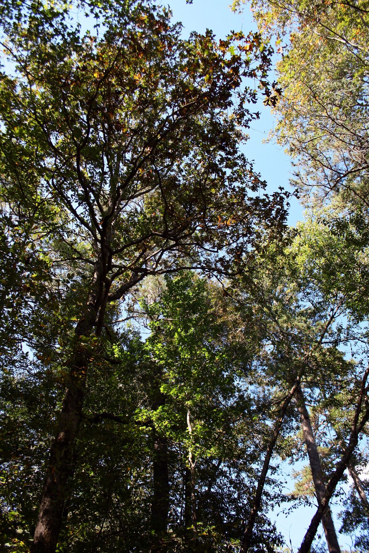 Annual Robert Weed Memorial Nature Walk in Marshall Forest continues to ...