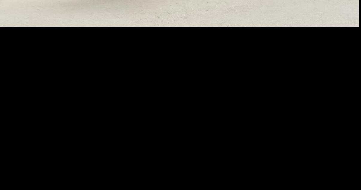 Male shepherd/Australian cattle dog mix - 8638D ...