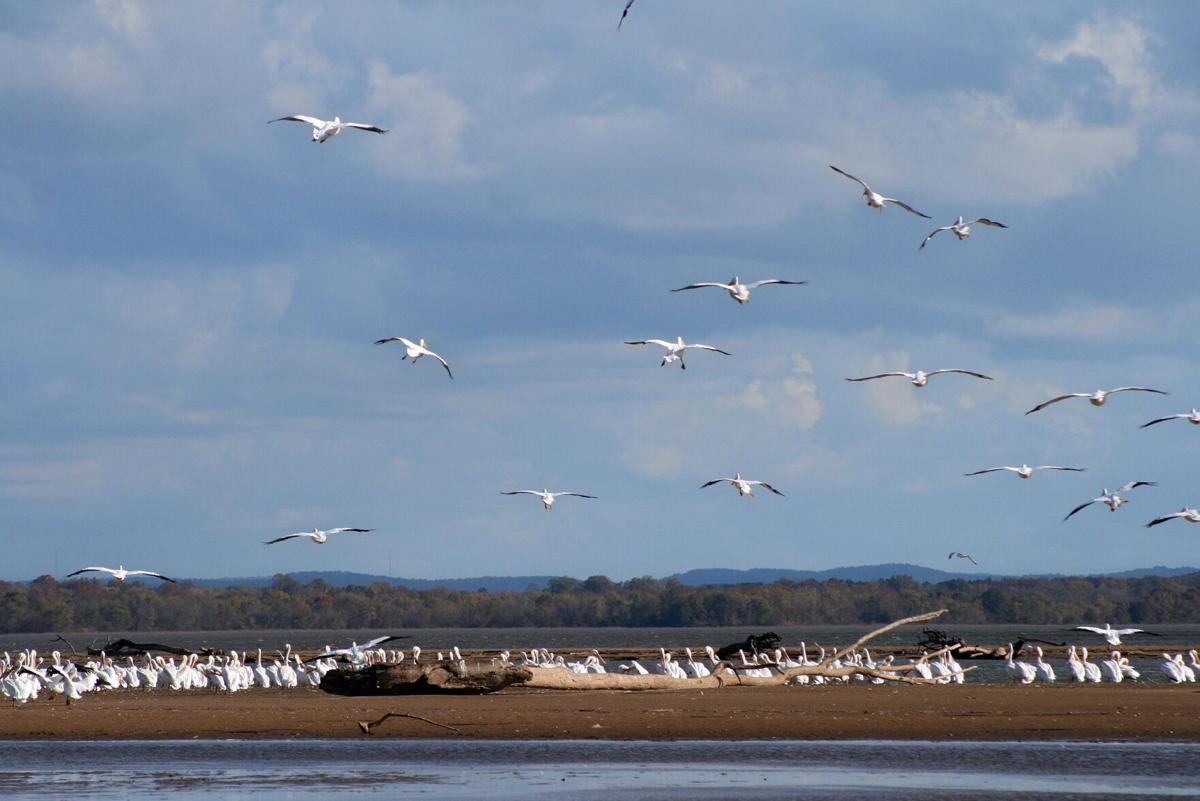 Migrating American white pelicans stop at Weiss Lake | Local News ...