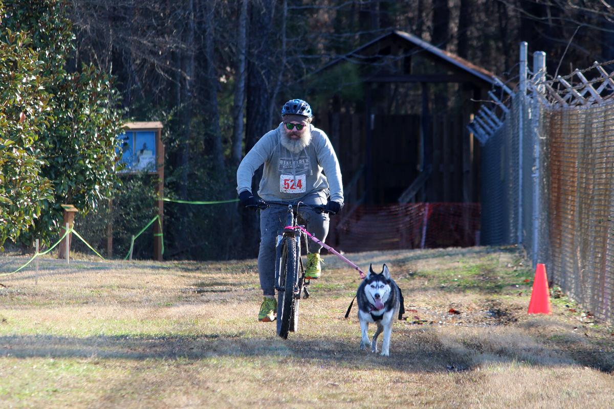 A Canine Adventure: Dryland Challenge returns to Rome | Local ...