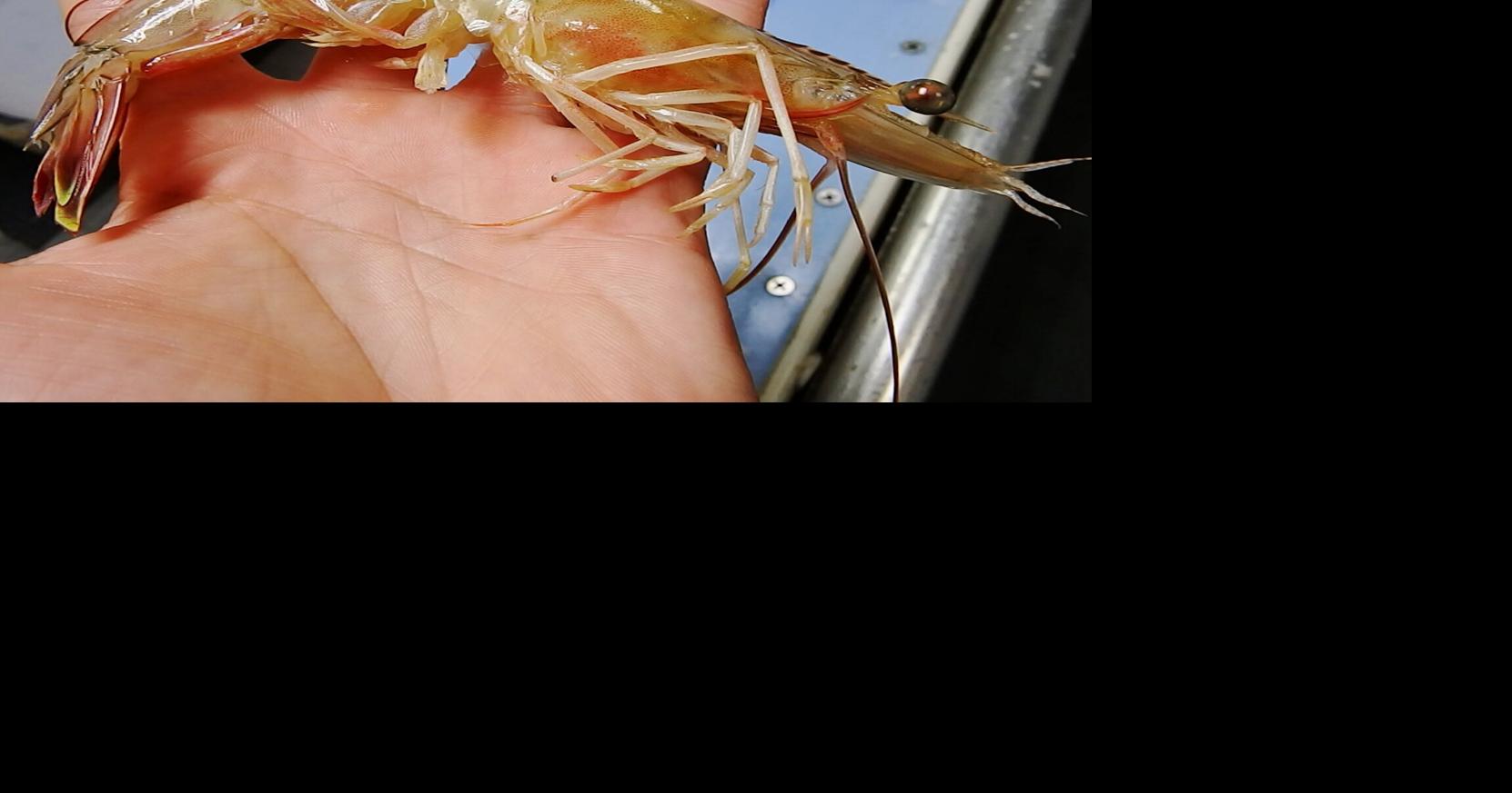 Did You Know Georgia Has an Official Crustacean ...