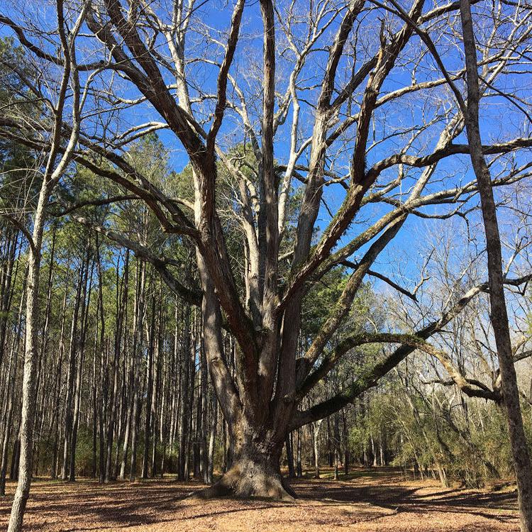 largest white oak tree