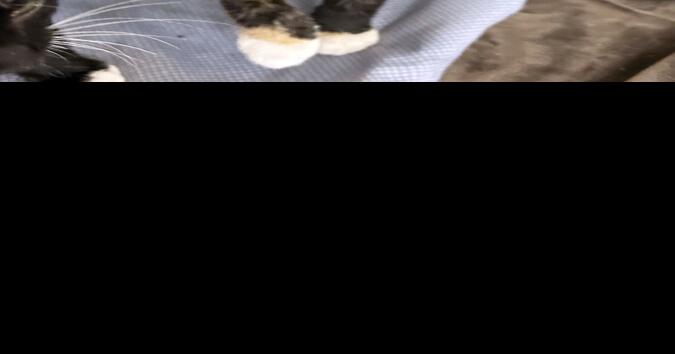 PSJ Pet of the Week | | northwestgeorgianews.com