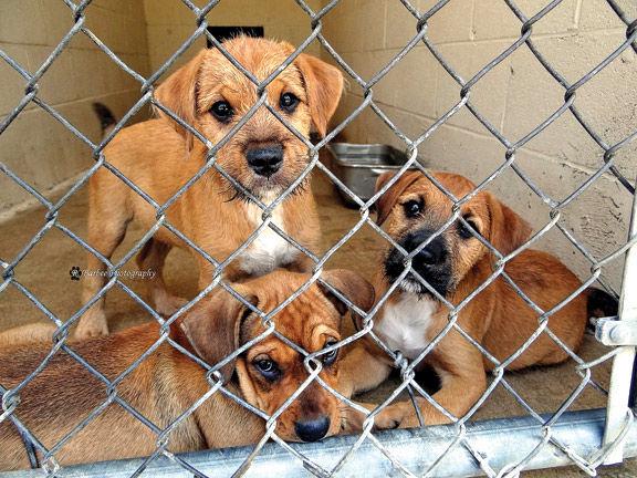 Help save Catoosa animals by donating shoes | Catoosa Walker News ...