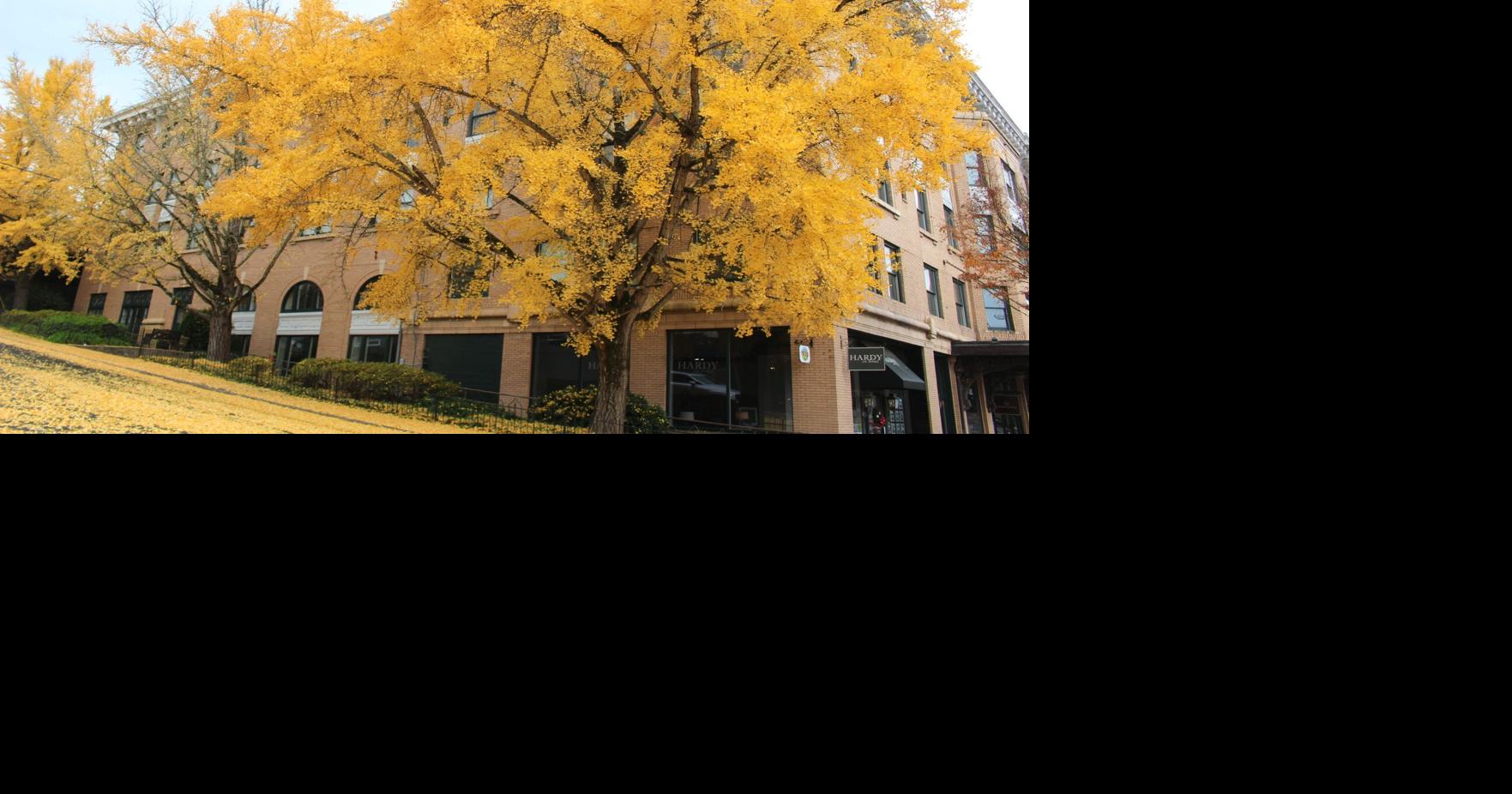 Tree spotting tour takes place Monday | Local News ...