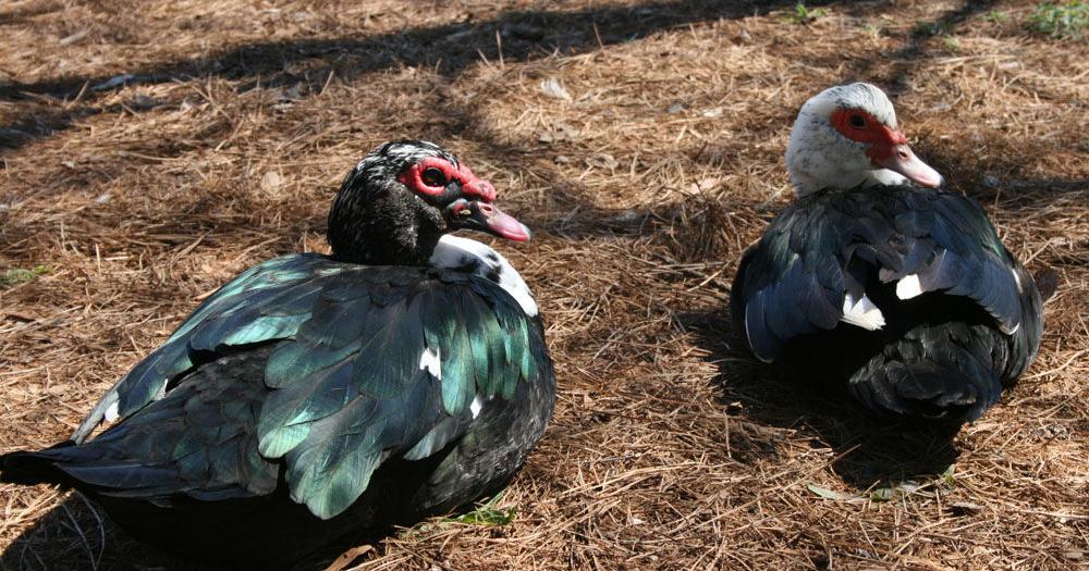 NW Ga facing near record hot weather Christmas Day | Rome News-Tribune ...