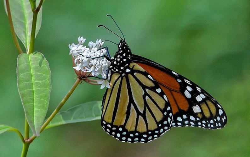 Nominations open for Georgia protected species list | Gordon Life ...
