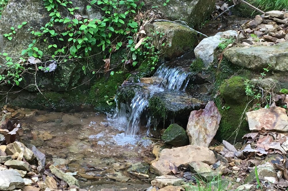 Along the Black’s Bluff Preserve trail | Gallery | northwestgeorgianews.com