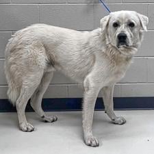 Gordon County adoptable pets | Gordon Life | northwestgeorgianews.com