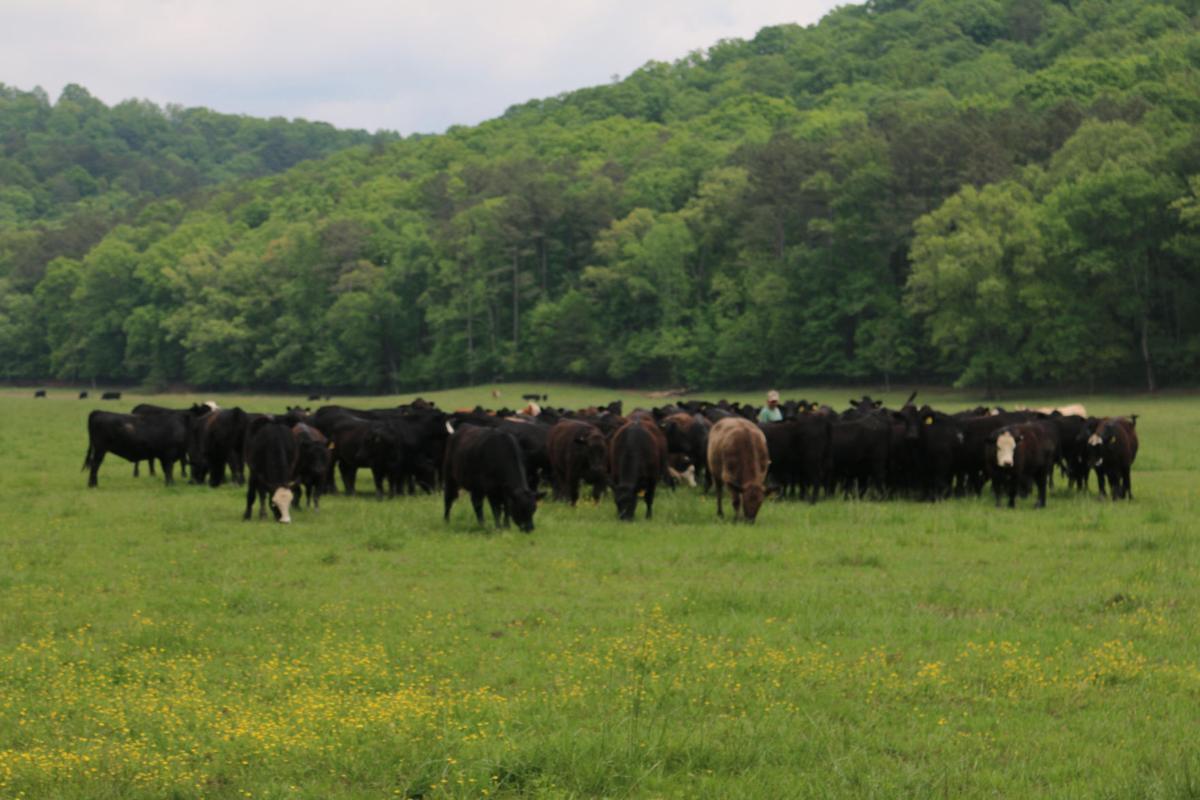 HERD program benefits beef cattle producers | Business ...