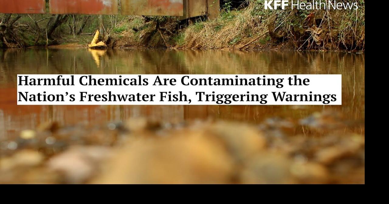 ‘Forever Chemicals’ Found in Freshwater Fish, Yet Most States Don’t ...