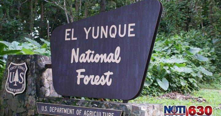 Autoridades buscan turista extraviado en El Yunque | Seguridad y ...