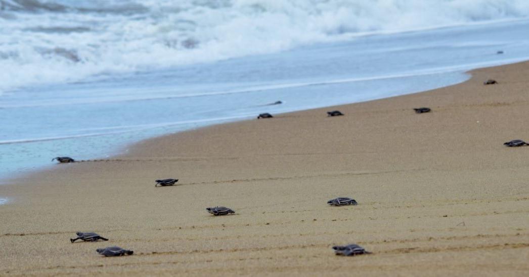 Nace primer nido de tinglar en Puerto Rico | Entretenimiento | notiuno.com