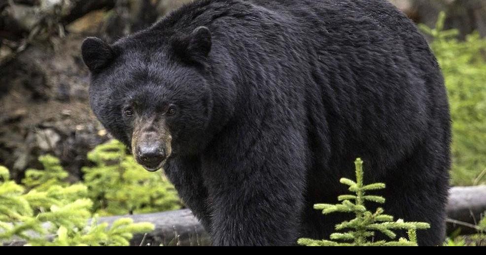 Oso entra a residencia en Colorado | Noticias | notiuno.com