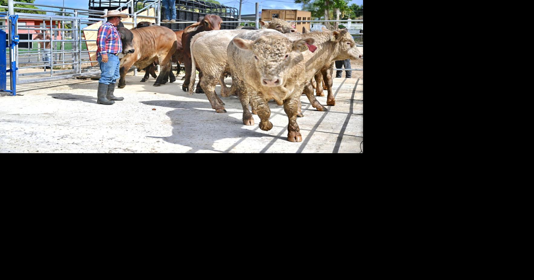 Agricultura recibe toros y novillas desde Texas | Gobierno y Política ...