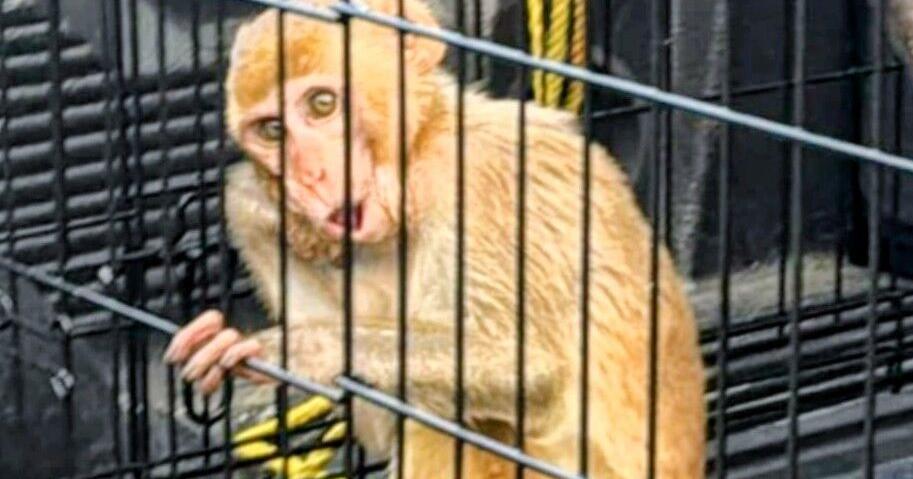 Ocupan mono Rhesus en cautiverio a sujeto en Toa Alta | Seguridad y ...