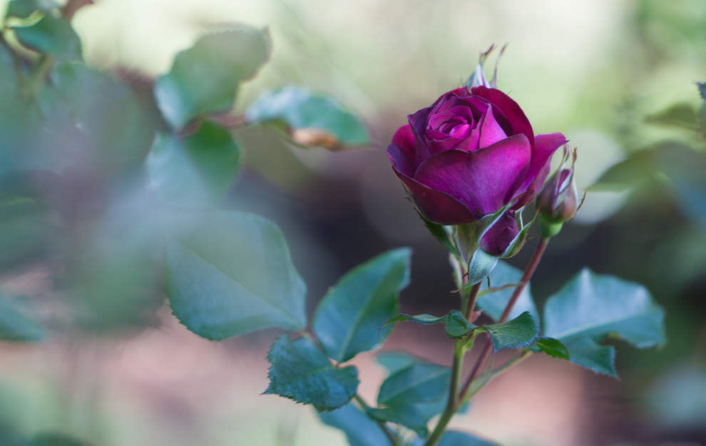 The three jewels of Cape Arago Highway | | nrtoday.com
