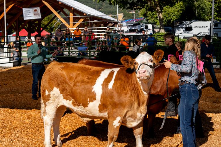Douglas County Fair setup welcomes 4-H and FFA animal exhibitors | News ...