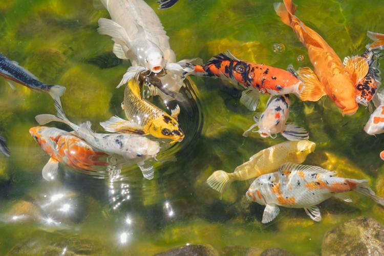Self-guided tour displays koi ponds from around the county ...