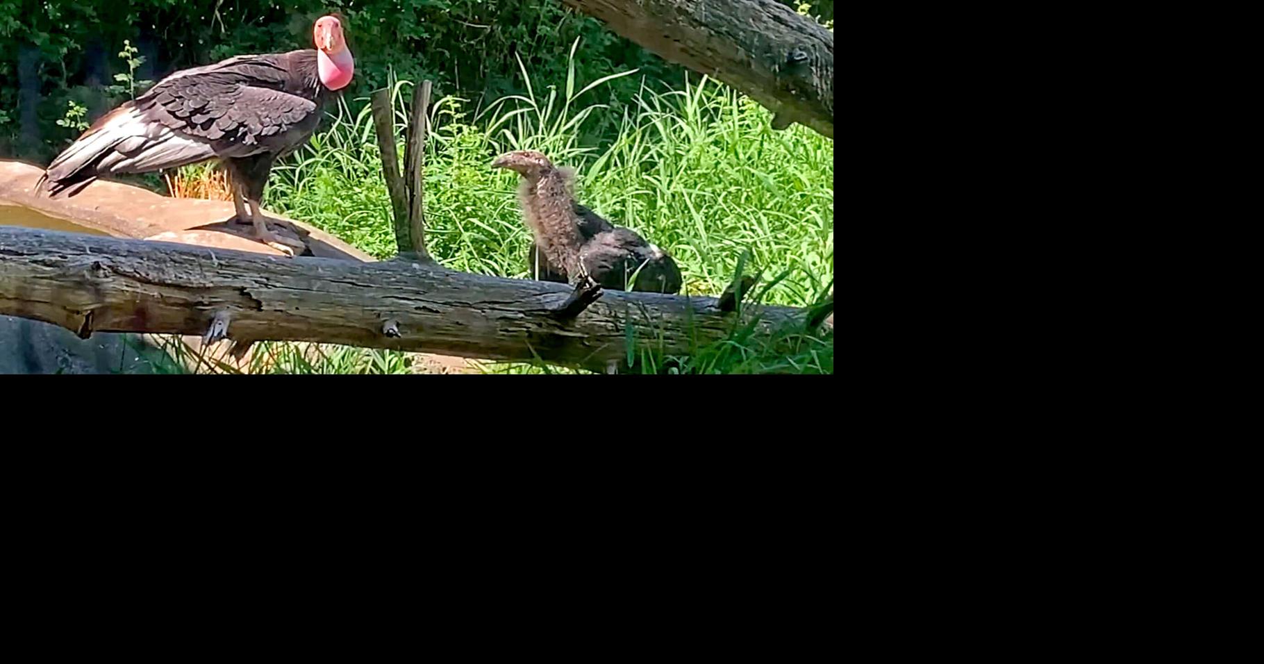 Fluff to feathers: Condor chicks prepare for takeoff | Print Only ...