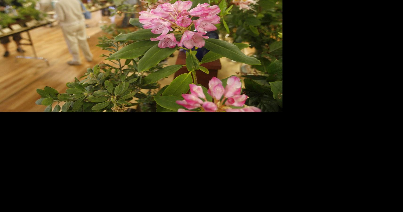 Volunteers assemble delicate flowers for Glide Wildflower Show | Local ...
