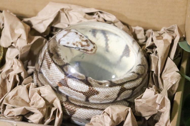 Oddities available from Bones and Wick | Local News | nrtoday.com