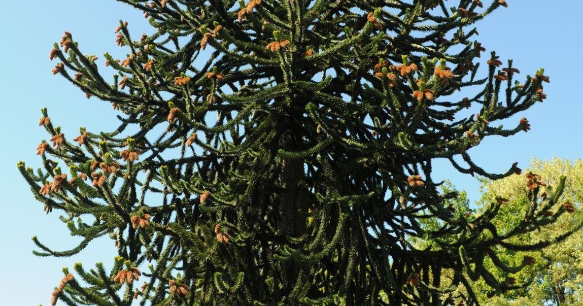 what grows on a monkey tree