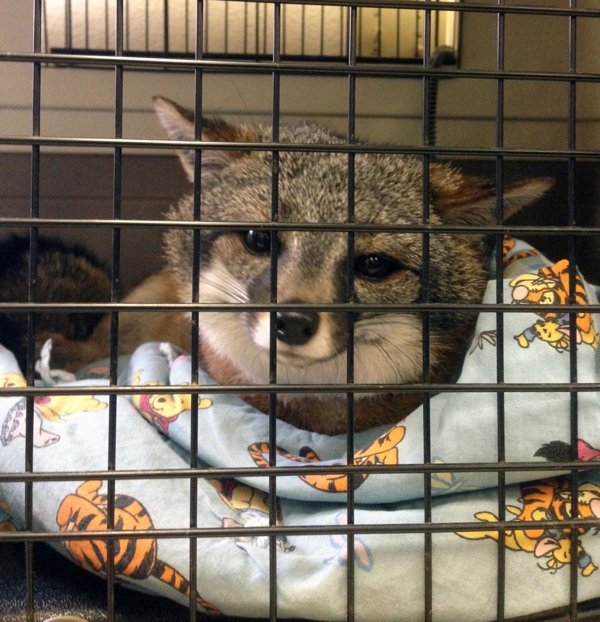 Injured wild animals get second chances with rescuers' help ...