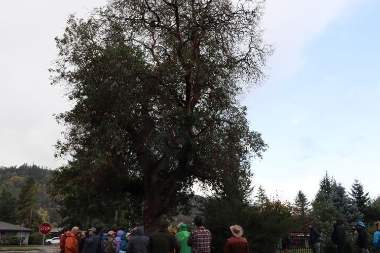 Madrones: A workshop and tour | Environment | nrtoday.com