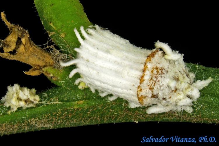 Ask a Master Gardener: Cottony scale infestation | Home And Garden ...