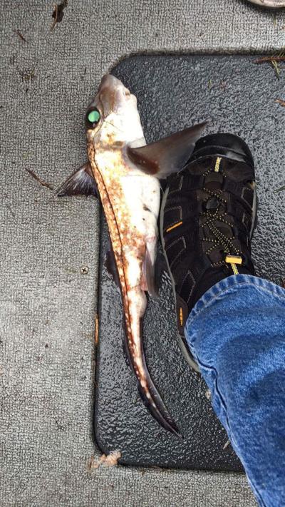 Coastal Casts: Ratfish is a catch from the ocean's depth | News ...