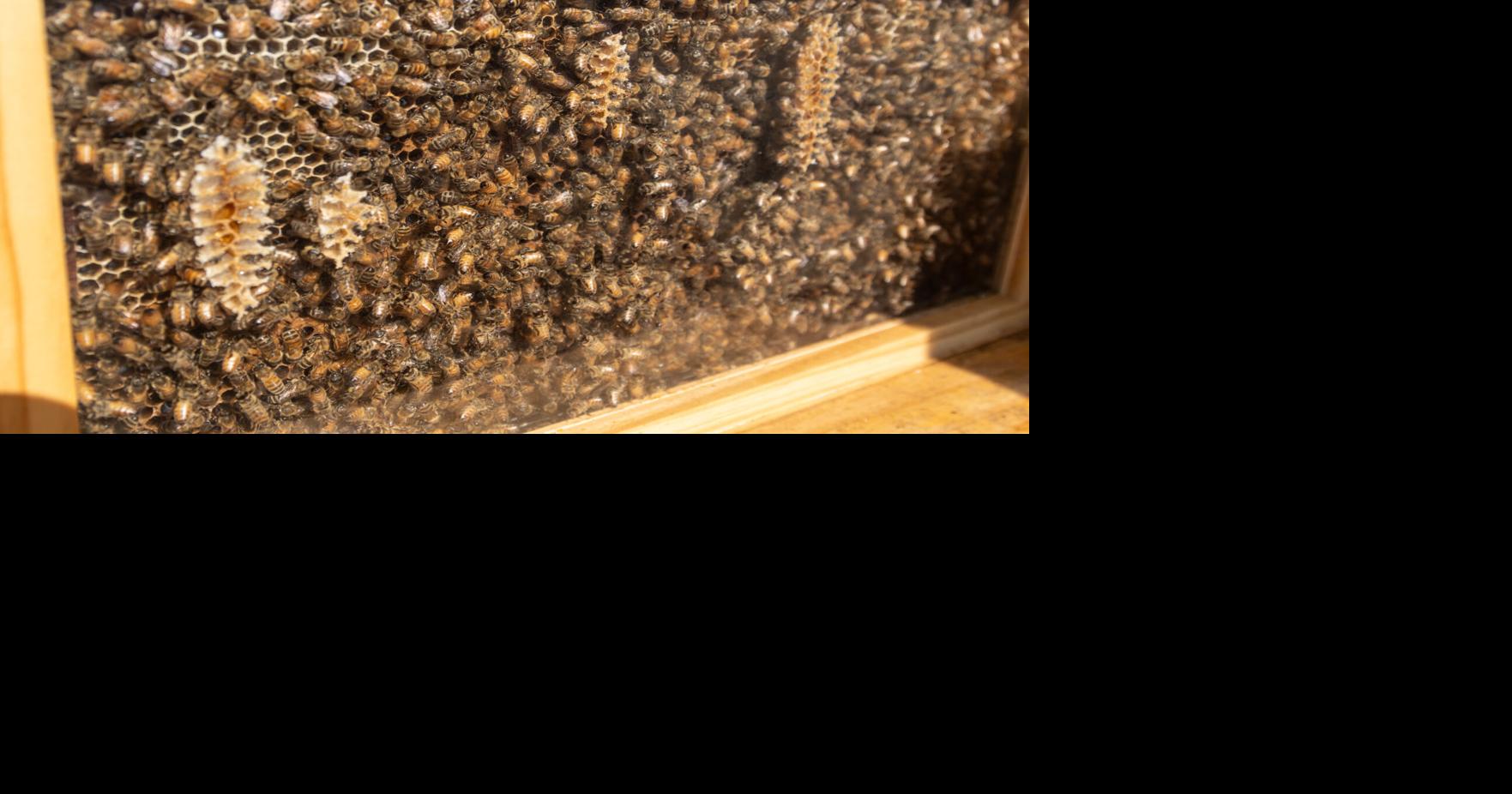 Bees, hives and the people behind helping them | Environment | nrtoday.com