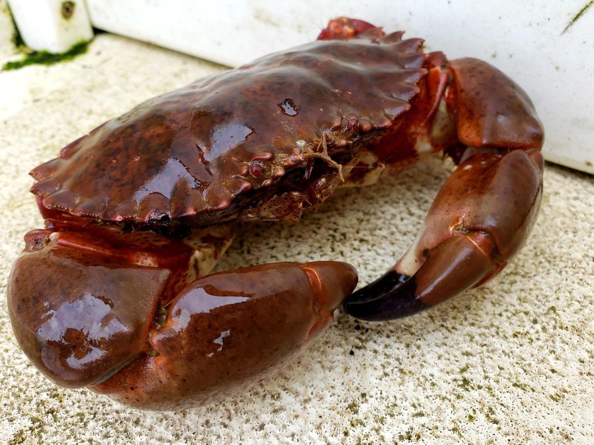Coastal Casts: Pacific rock crab | Fishing | nrtoday.com