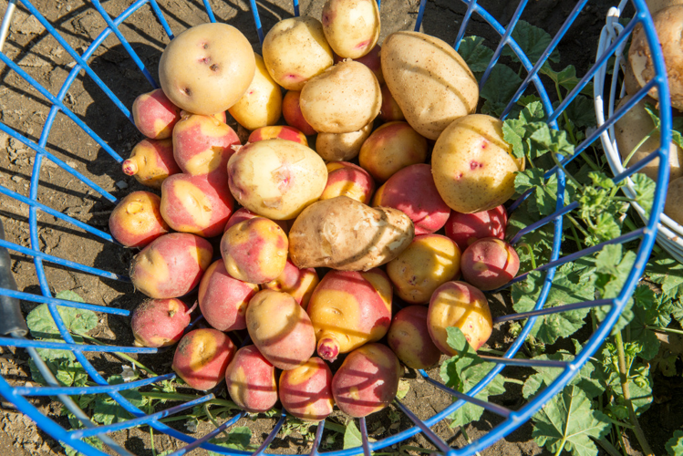 The fascinating history of spuds | Environment | nrtoday.com