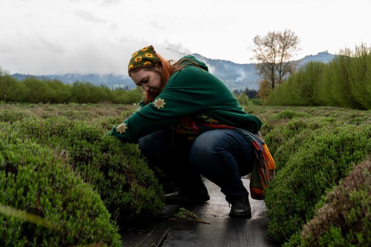 Professionals teach lavender care | Education | nrtoday.com