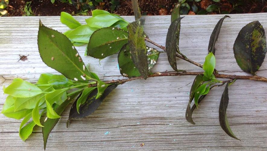 Ask a Master Gardener: Cottony scale infestation | Home and Garden ...