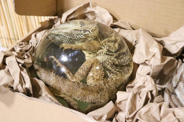 Oddities available from Bones and Wick | Local News | nrtoday.com