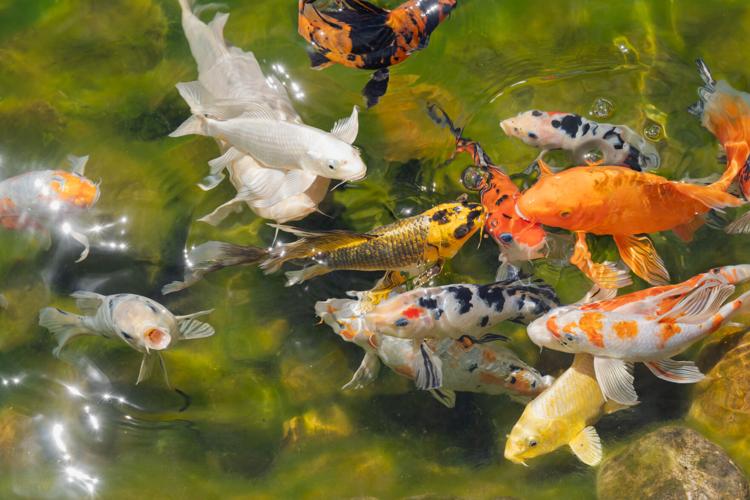 Self-guided tour displays koi ponds from around the county ...