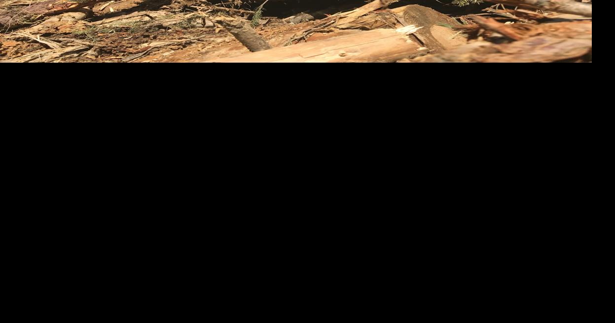 A millennial with a passion for logging | Life | nrtoday.com