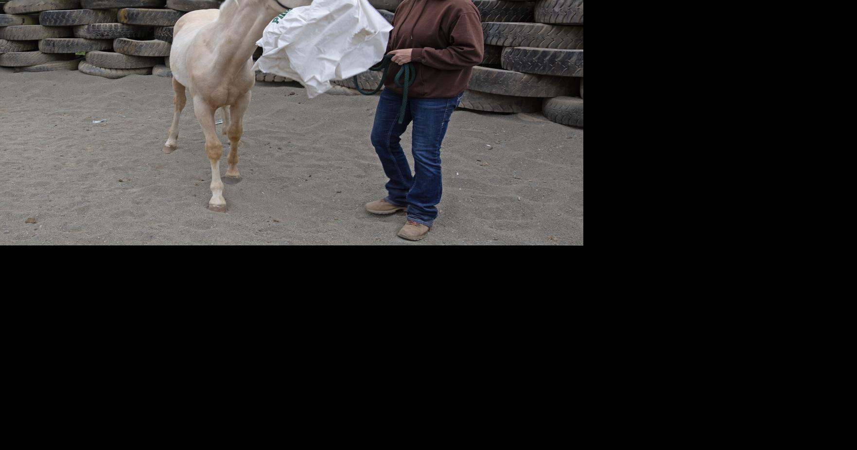 Taming the wild: How one local family trains mustangs for competition ...