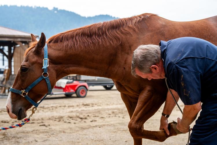 Scott Hendy retires after nearly five decades of veterinary work ...