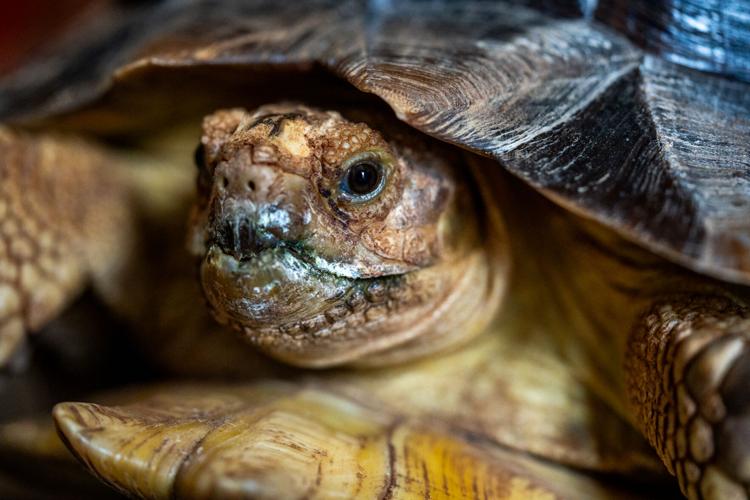 All things jungle: Reptile rescue moves to new location in Roseburg ...