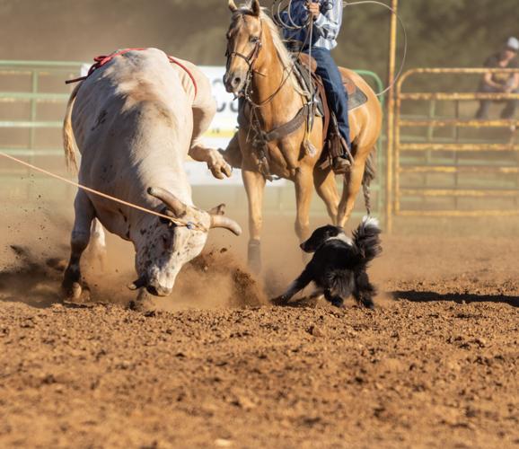 Yoncalla Rodeo: Annual county summer event draws large number of ...
