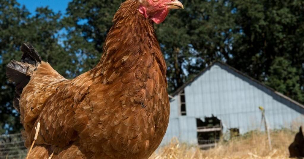 Farm-direct marketing of chickens | Life | nrtoday.com
